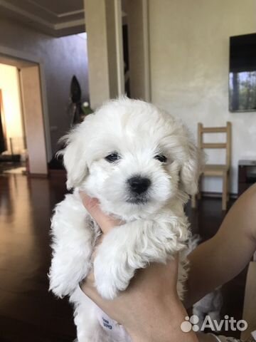 Юные щеночки ищут хозяев