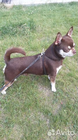 Чих приглашает на вязку