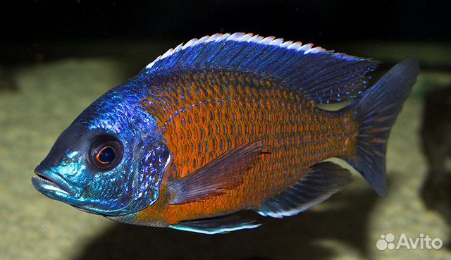 Цихлиды Малави Каданго, Голубой Дельфин, мальки