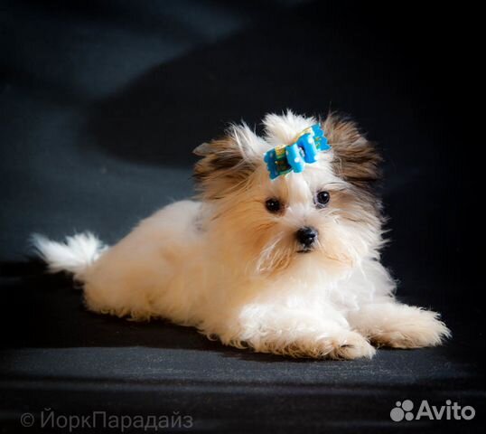 Шикарный мальчик