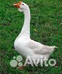 Продажа Гусей породы Линда