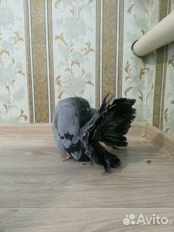 Голуби павлины