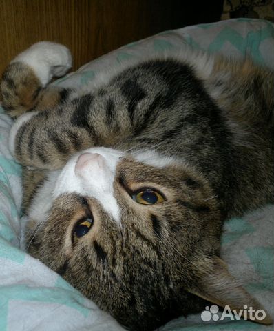 Котэ - в добрые руки