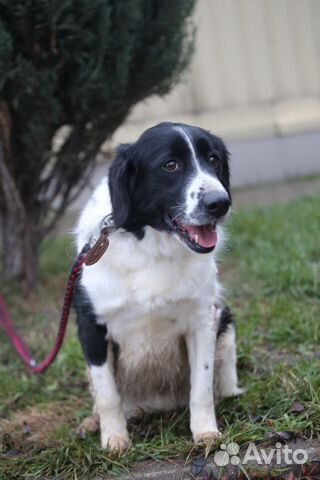 Спаниель ищет дом