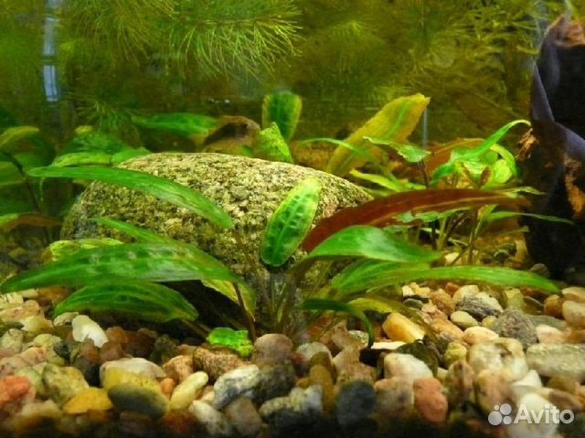 Пол ведра Прополки (Продажа\обмен)