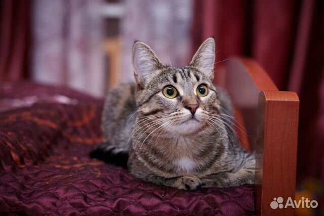 Котенок Марсела год. Прививки, стерилизована