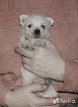 Снеговичок