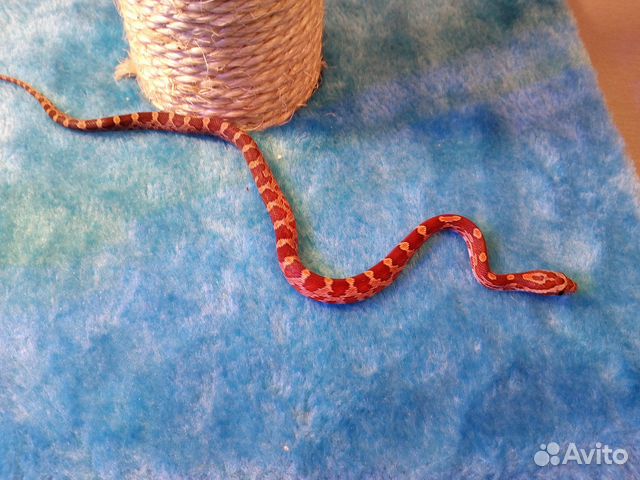 Маисовые полозы