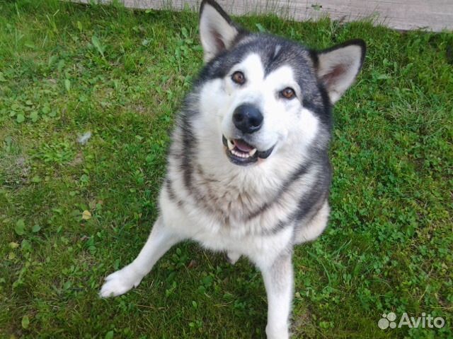 Ищем сучку для вязки