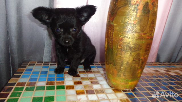 Длинношерстная девочка