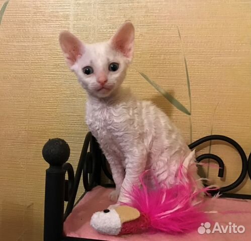 Неаллергенный ванильный Зефирчик) Шармель)