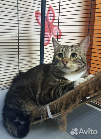 Пухлая милая полосаточка