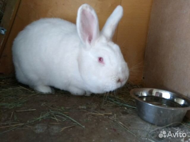 Новозеландские белые (нзб)