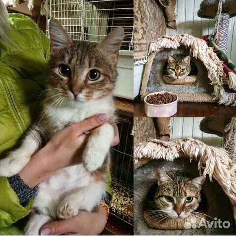 Кошка Тиша ищет дом