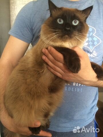 Вязка сиамский-сибирский кот