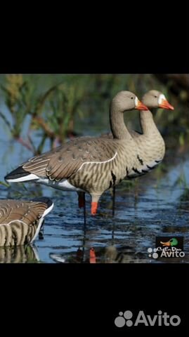 Чучело Гусь