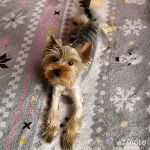 Йоркширский терьер