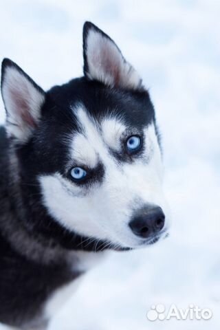 Замечательная собака Челси ищет самые добрые ручки