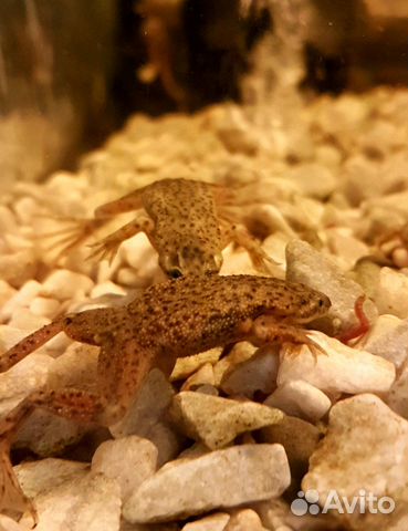 Аквариумная карликовая лягушка