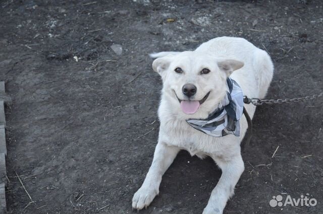 Собака подросток в добрые руки