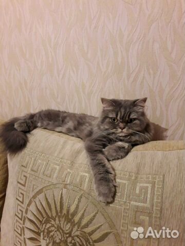 Кошечка