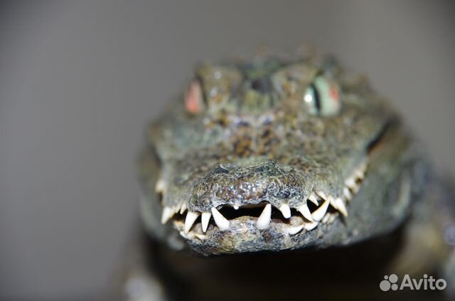 Чучело крокодила