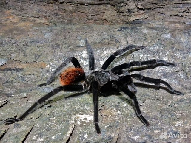 Адультные самцы пауков-птицеедов