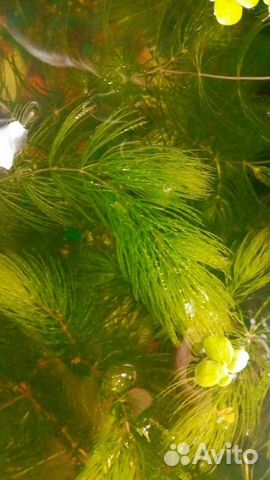 Роголистник, ряска и улитки в аквариум