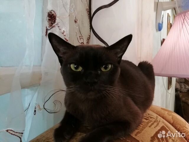Продам кошечку евробурмы