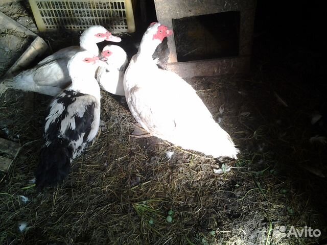 Продам семейсво индоуток, 3 утки и селезень