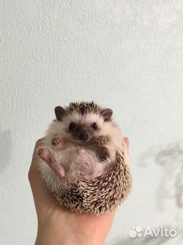 Ёж - жених на вязку