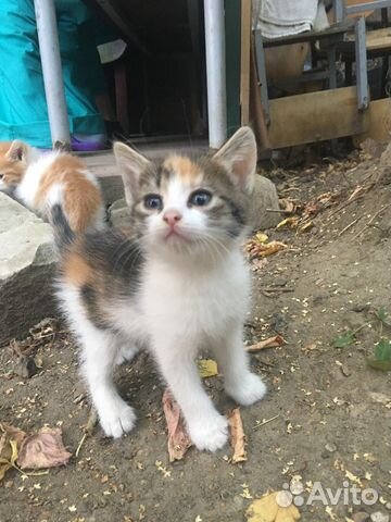 Котята ищут дом