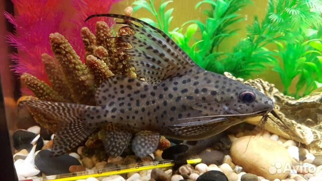 Большой сомик 16см. Метро Академическая, Чкаловска