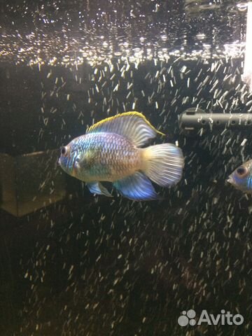 Акара неоновая