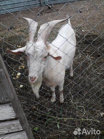 Коза и козел