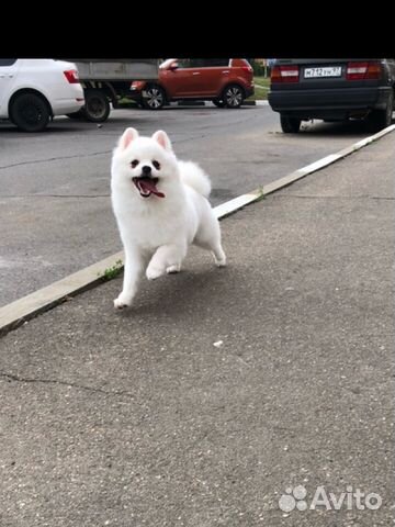 Немецкий шпиц для вязки