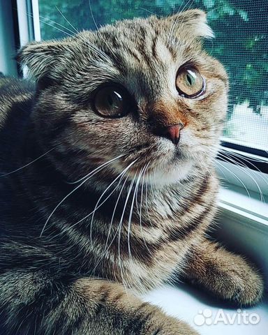 Вязка с кошечкой