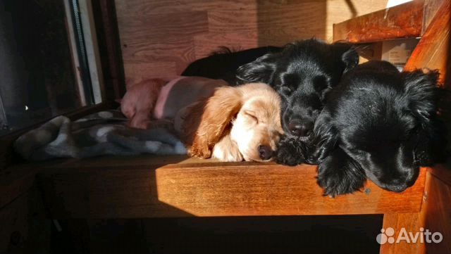 Мальчишки зайчишки