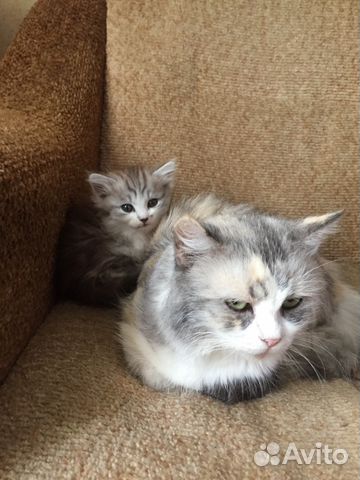 Котенок Дым