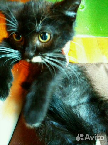 Котёнок Пират 4 месяца