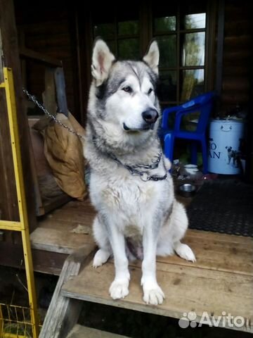 Ева ищет дом