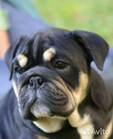 Милашка Диашка и Ричард Красивейший