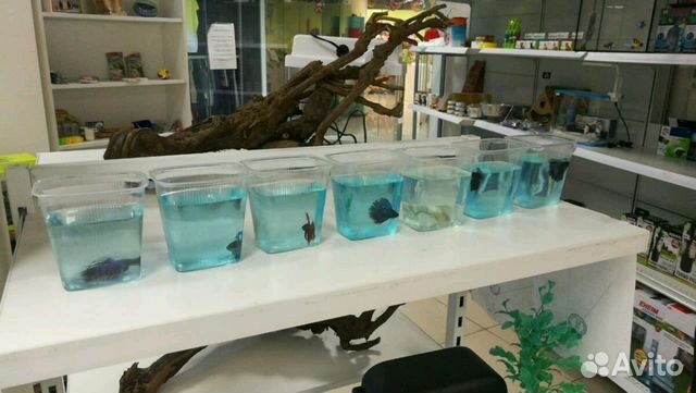 Петушок Дельта, Корона