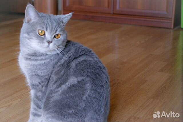 Вязка шотландский кот
