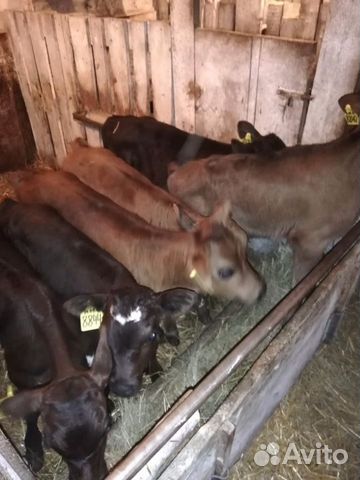 Телята на продажу