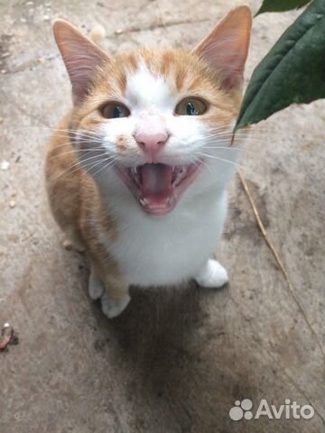 Рыжие бесстыжие в добрые руки