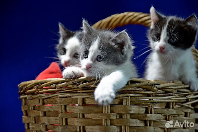 Двухцветные котята (2 мес) бесплатно с доставкой