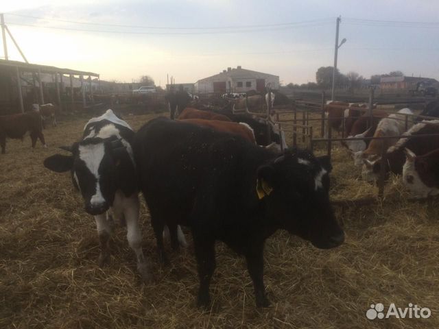 Продам быков