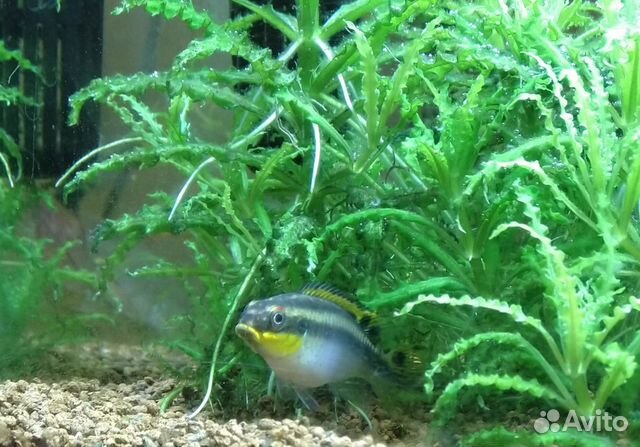 Продам pelvicachromis taeniatus "Nigeria red"