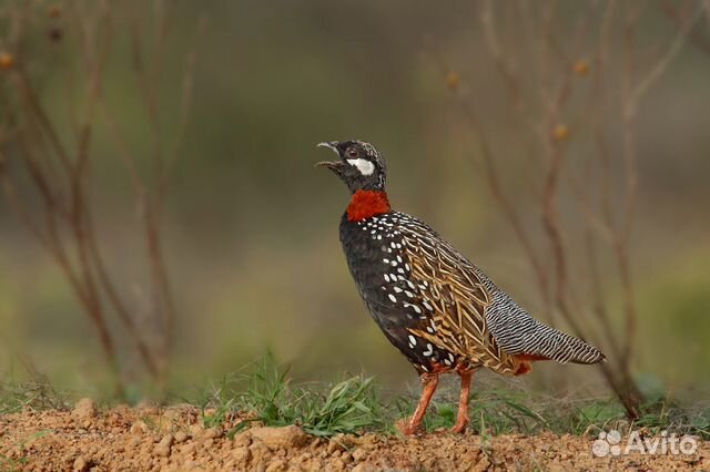 Турач (Francolinus francolinus )